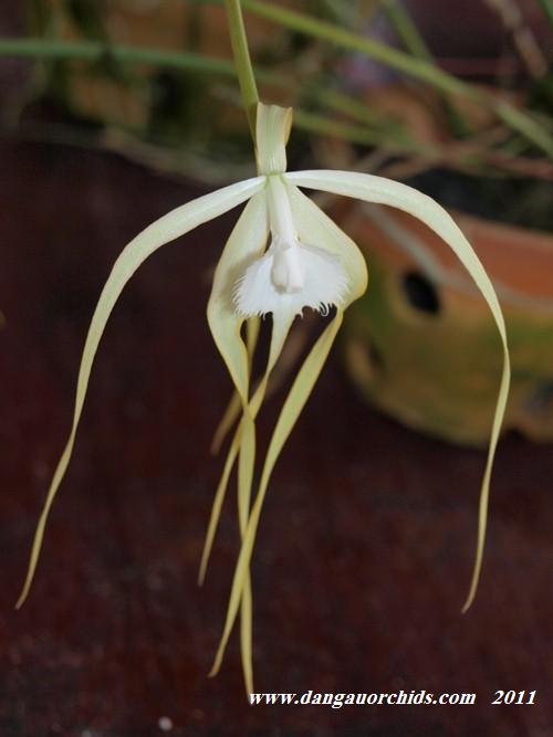 Orchids de Dangau: Brassavola (Rhynchovola) David Sanders