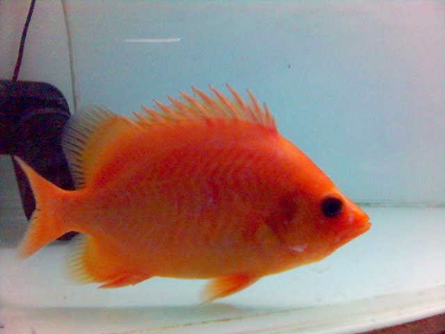 Arowana Keeping & Breeding in Aquarium: Mutation (Platinum, Leucism ...