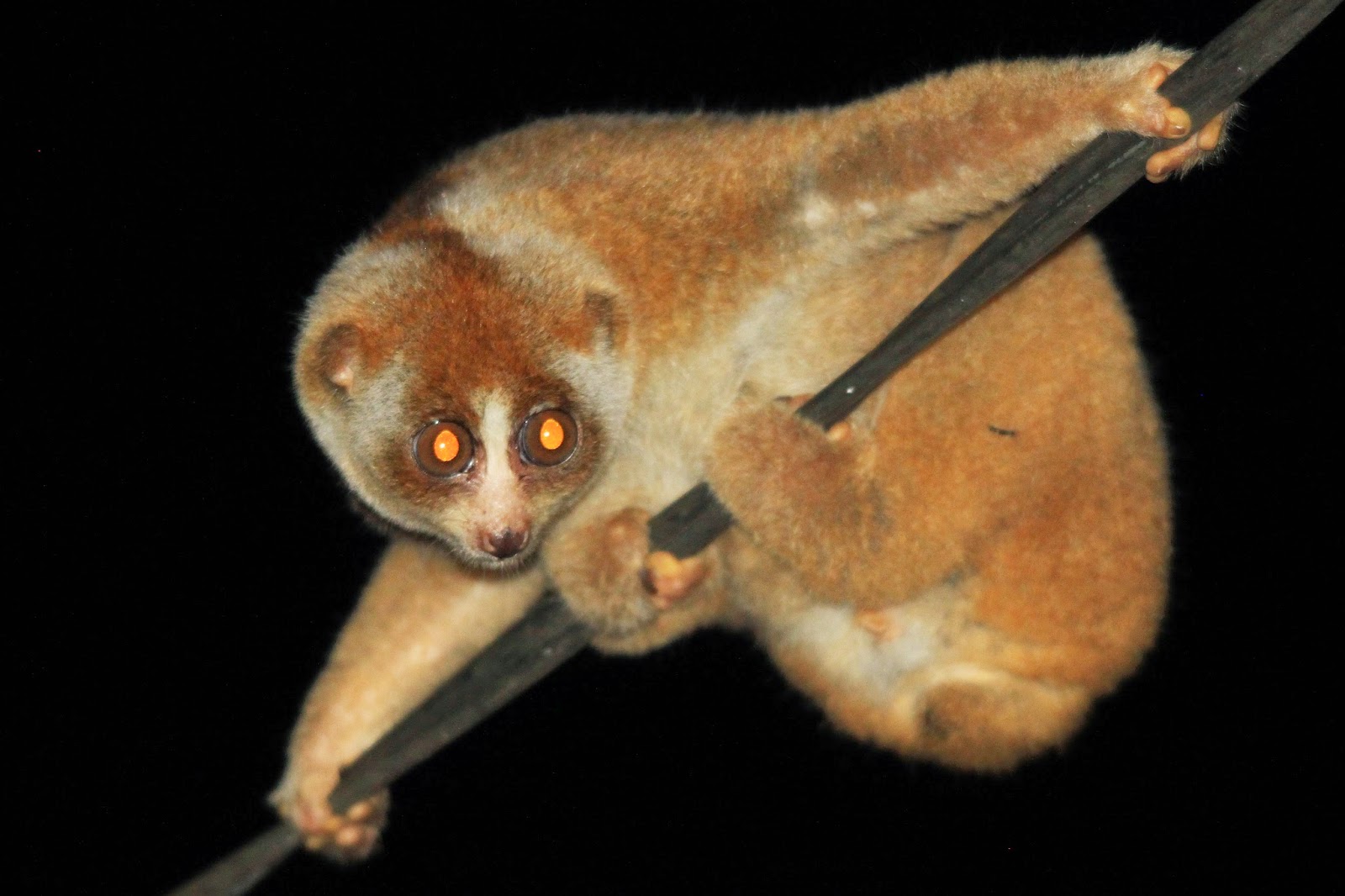 The Ginger Naturalist : 2014