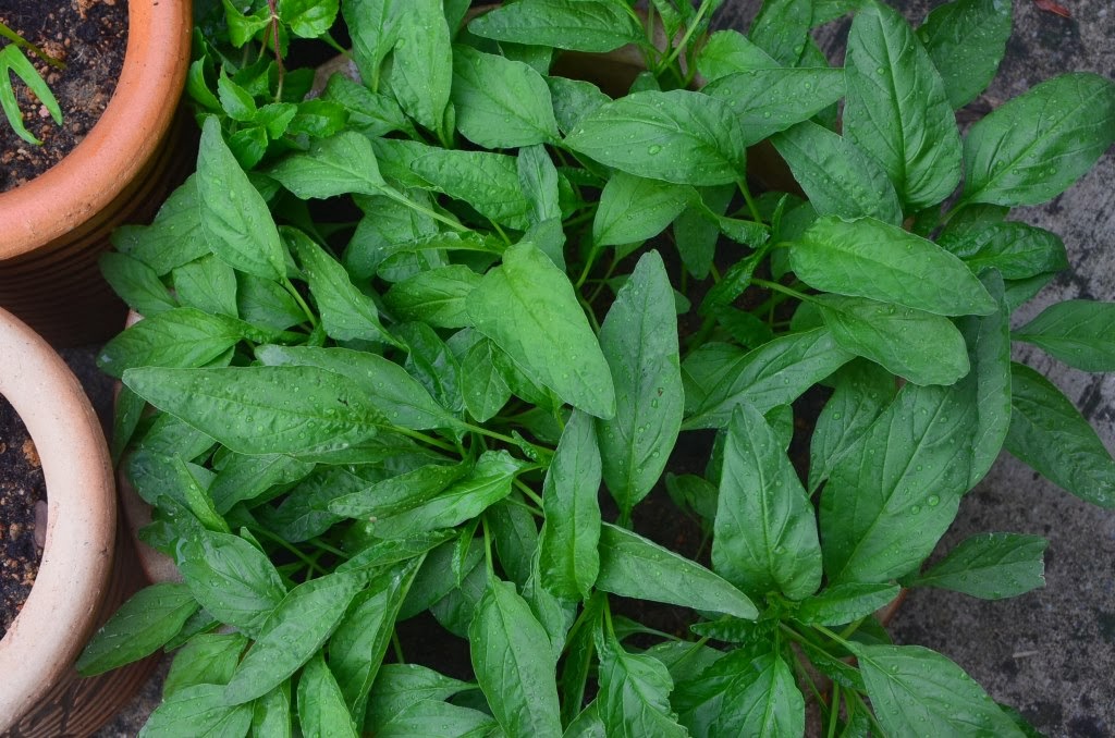 My little vegetable garden: Tanam Bayam - Spinach - a rarity (report 3)