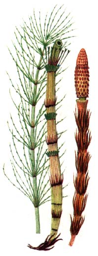 Pentru o viata naturala: Plante medicinale C