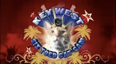 Catsparella: Key West Six-Toed Cat Cam
