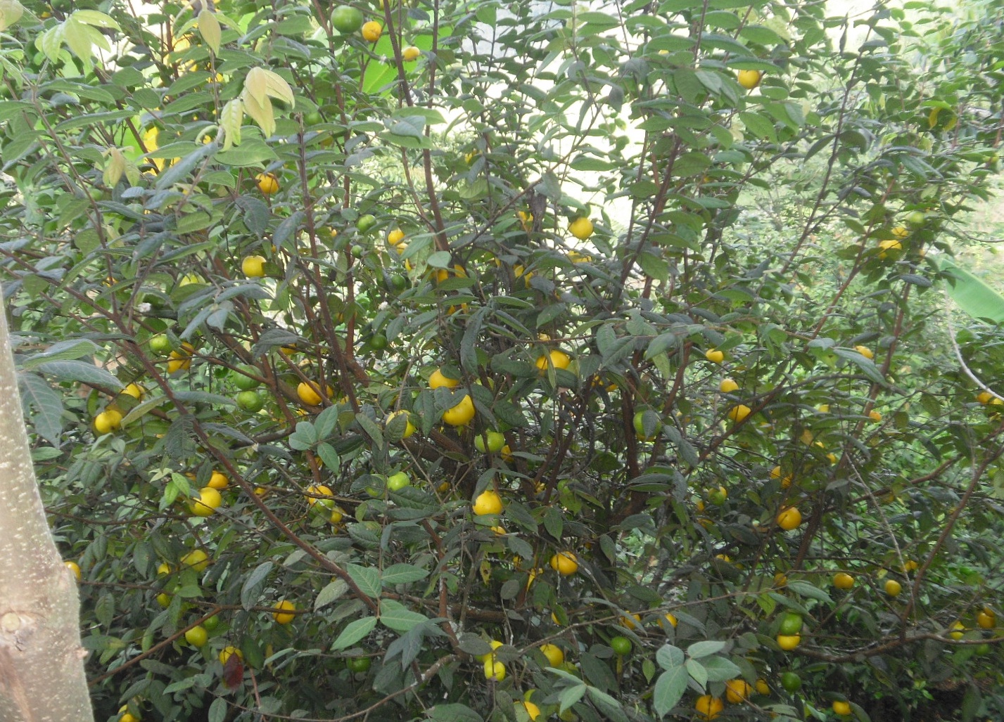 Proyecto Productivo Educativa Araza: Historia del Araza