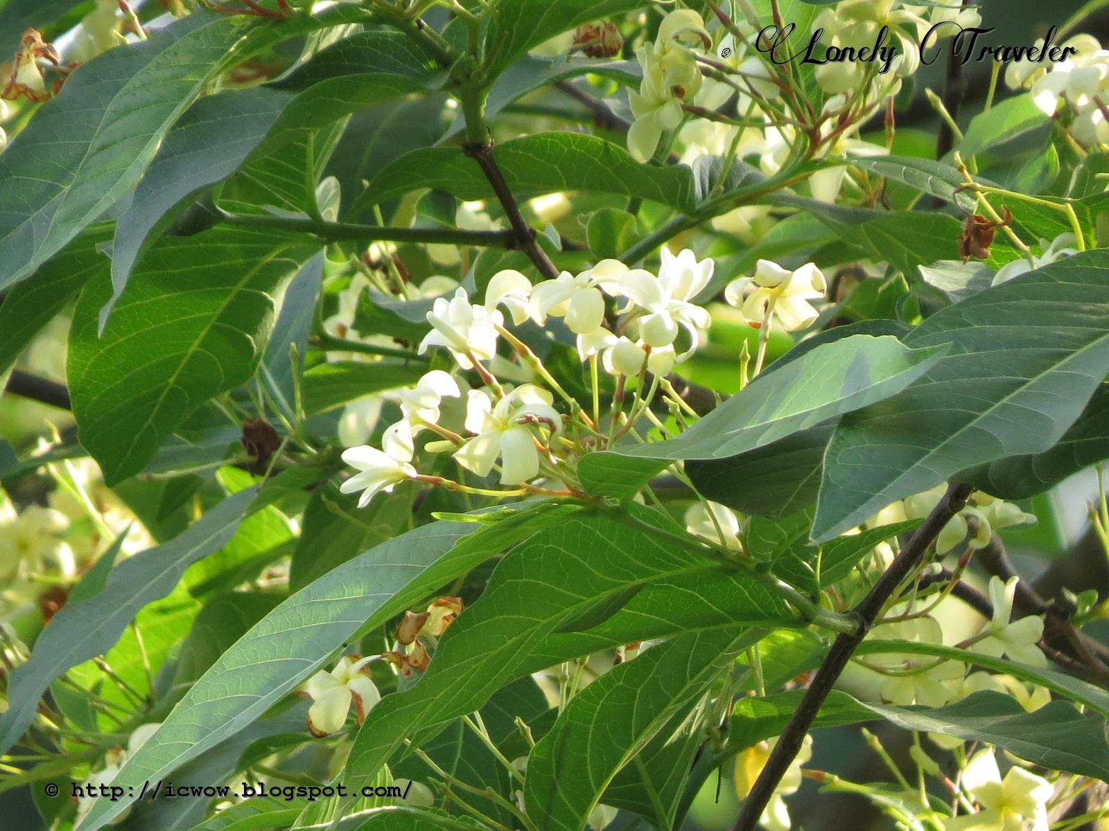 Kurchi ful (কুর্চি ফুল) - Holarrhena pubescens