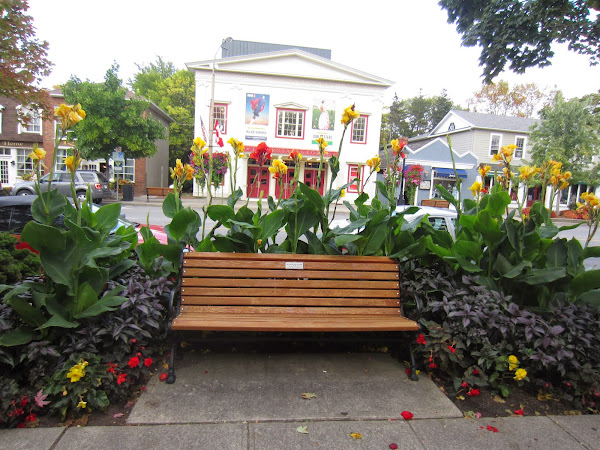 Canna índica o capacho, achira, lengua de dragón... | Plantas