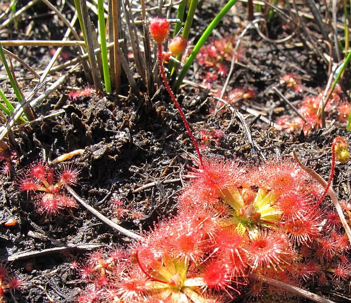 Esperance Wildflowers: Drosera pulchella - Pretty Sundew