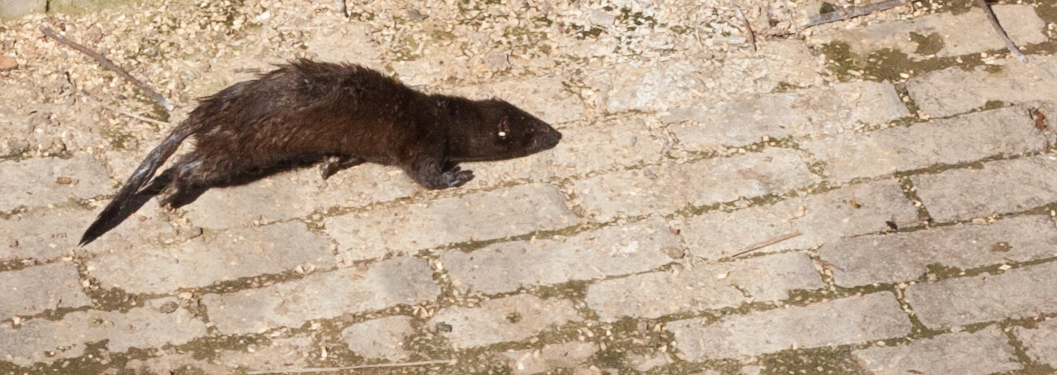 Tameside Citizen: Wild Mink on the loose