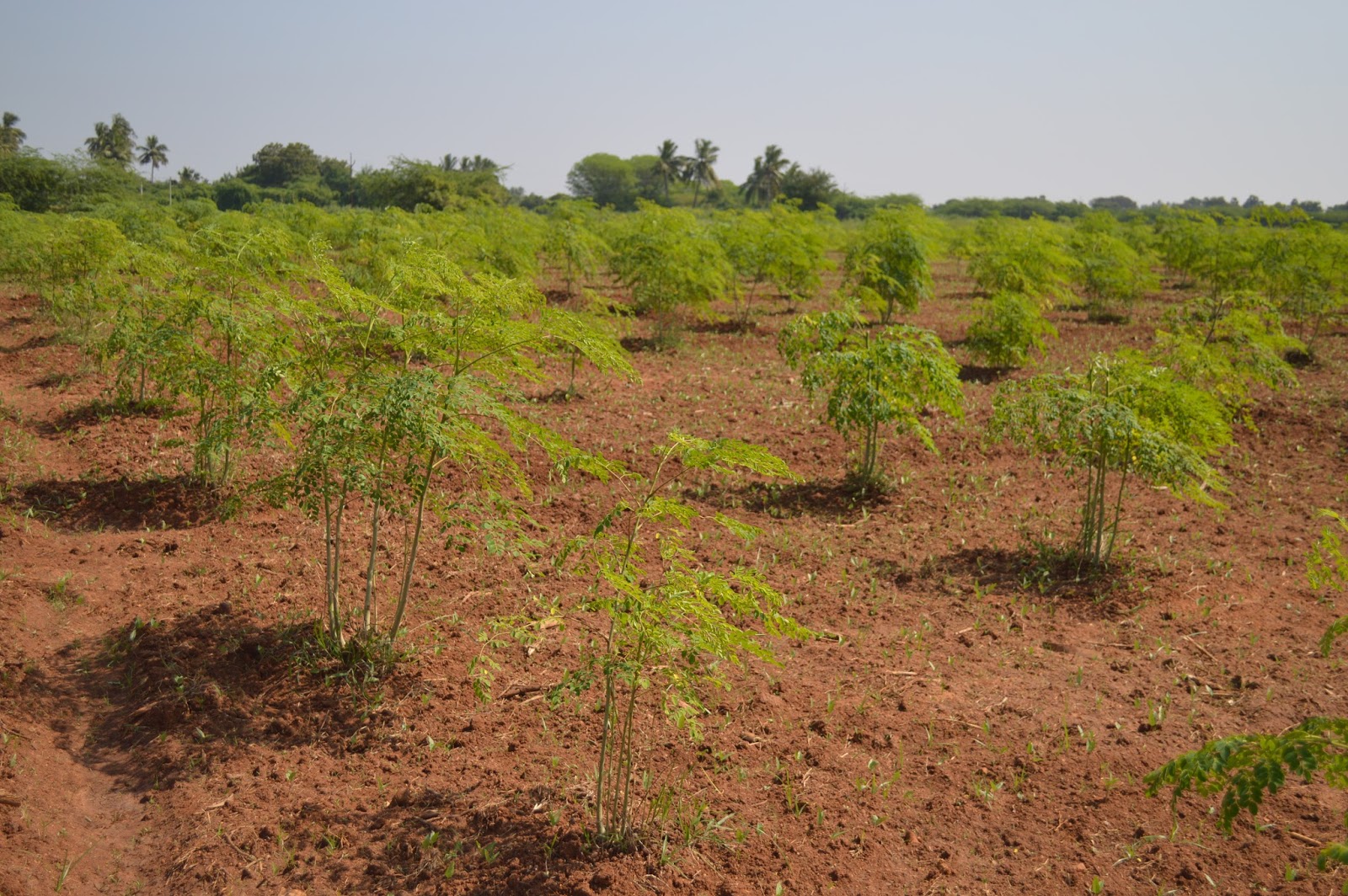 NGO News blog, NewsLine: December 2015