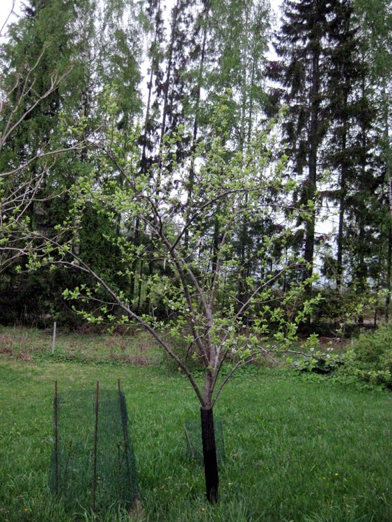 Puutarha rempallaan: Luumupuut