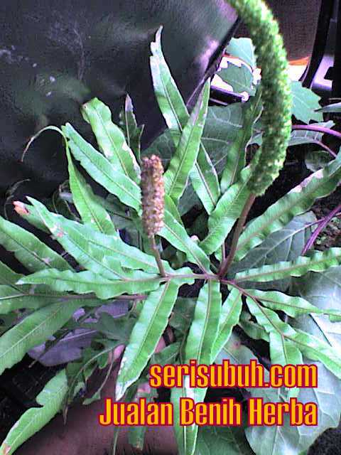 Paku Tunjuk Langit (Helminthostachys zeylanica) | Jualan Benih dan Koleksi Artikel Anak Pokok Herba
