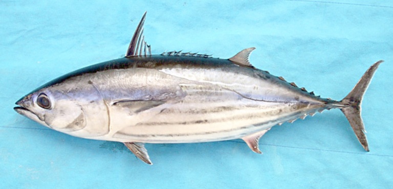 The Best Skipjack Tuna Recipe You Should Try! - Tuna Skipjack Frozen ...