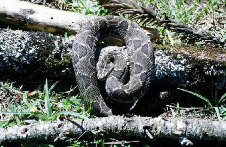 Argentina nativa: Yarará vientre negro (Bothrops cotiara)