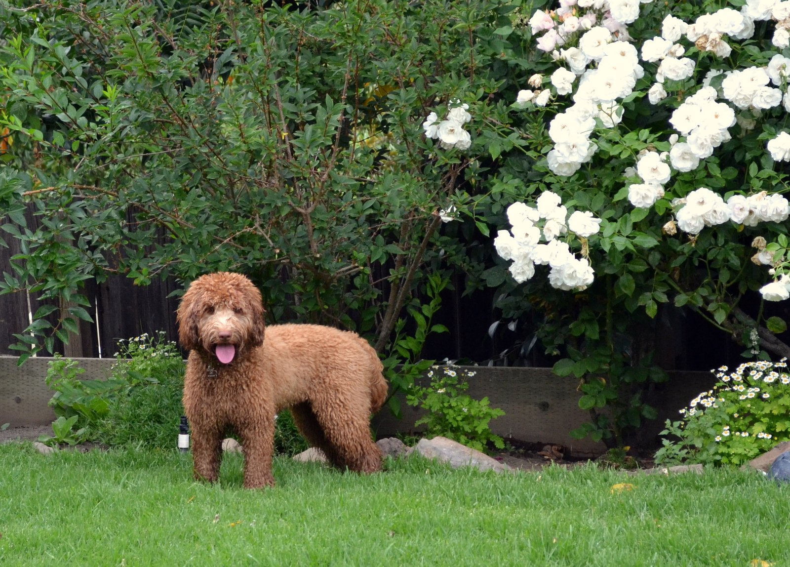 Golden Gate Labradoodles: Authentic Australian Labradoodles: Chocolate ...