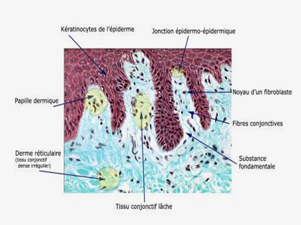 Formation infirmiers: Les tissus