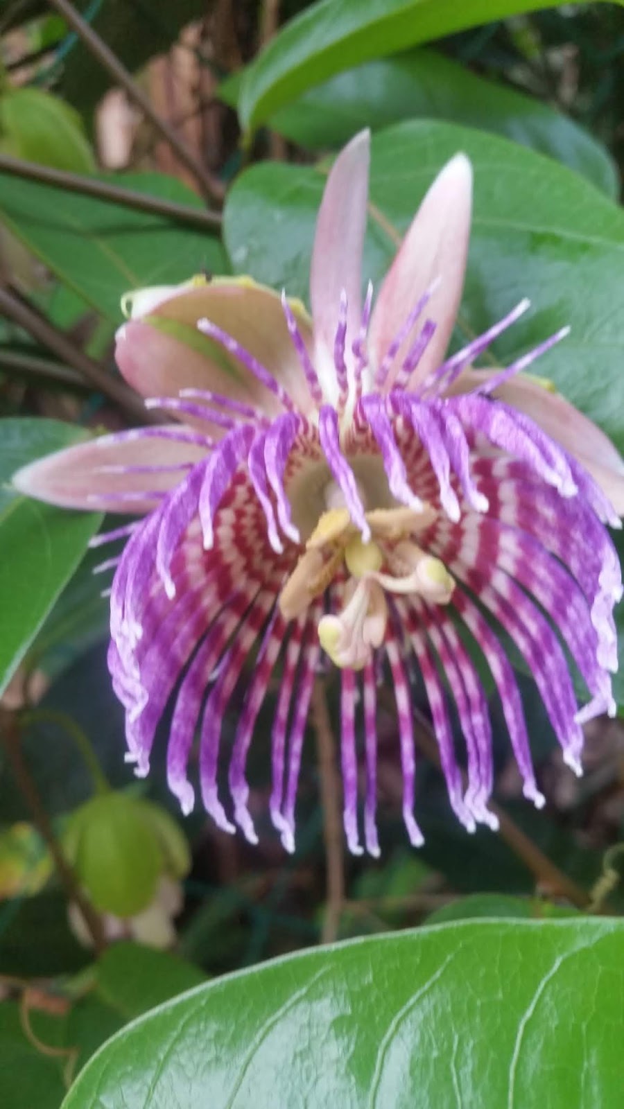 Warisan Petani: WW 114 : Bunga Markisa Telur