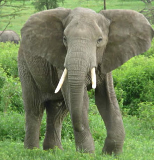 Elephant | New Photos and Info | The Wildlife