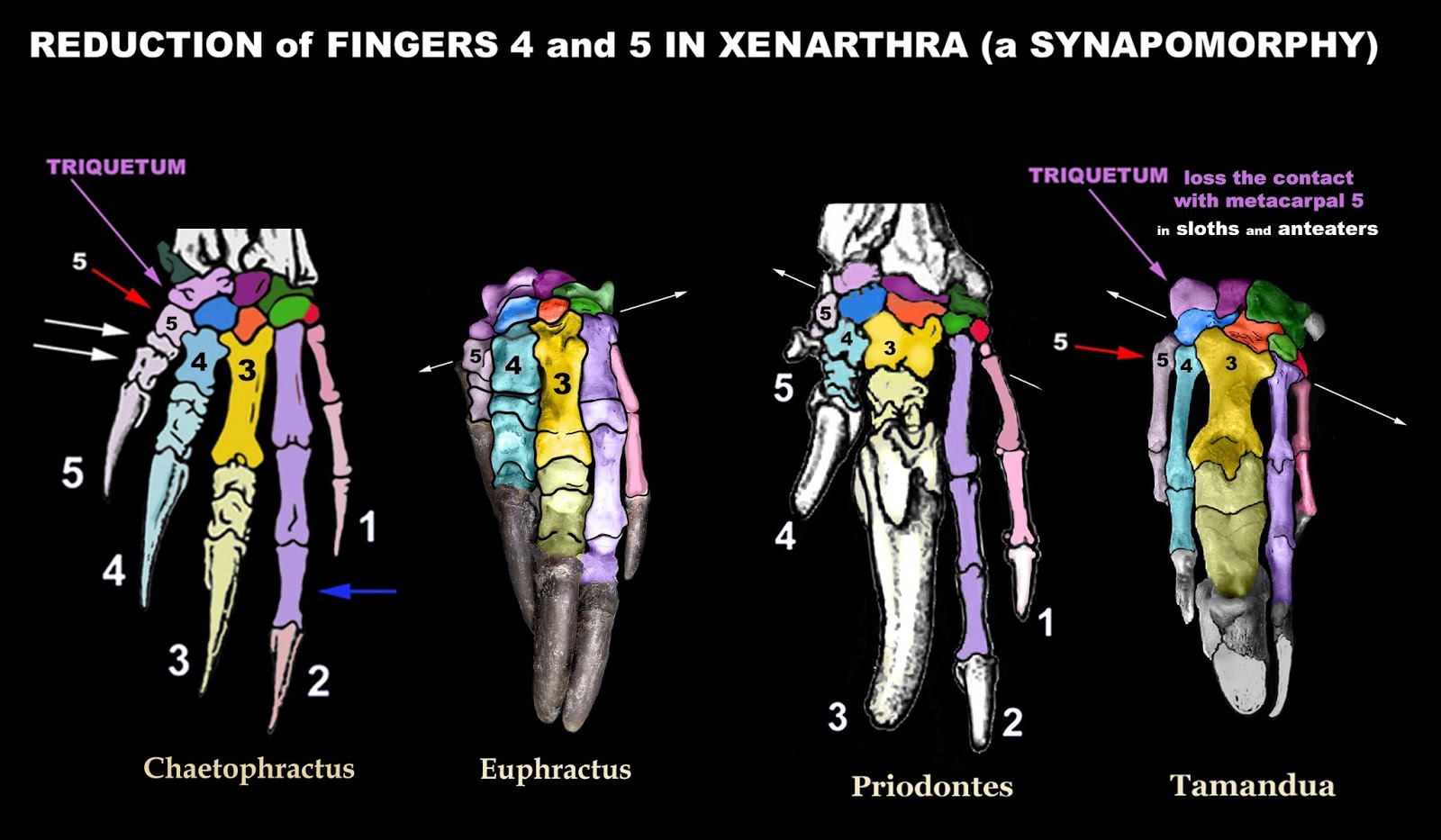 A EvoluÇÃo Dos MamÍferos The Evolution Of The Mammals Xenarthra