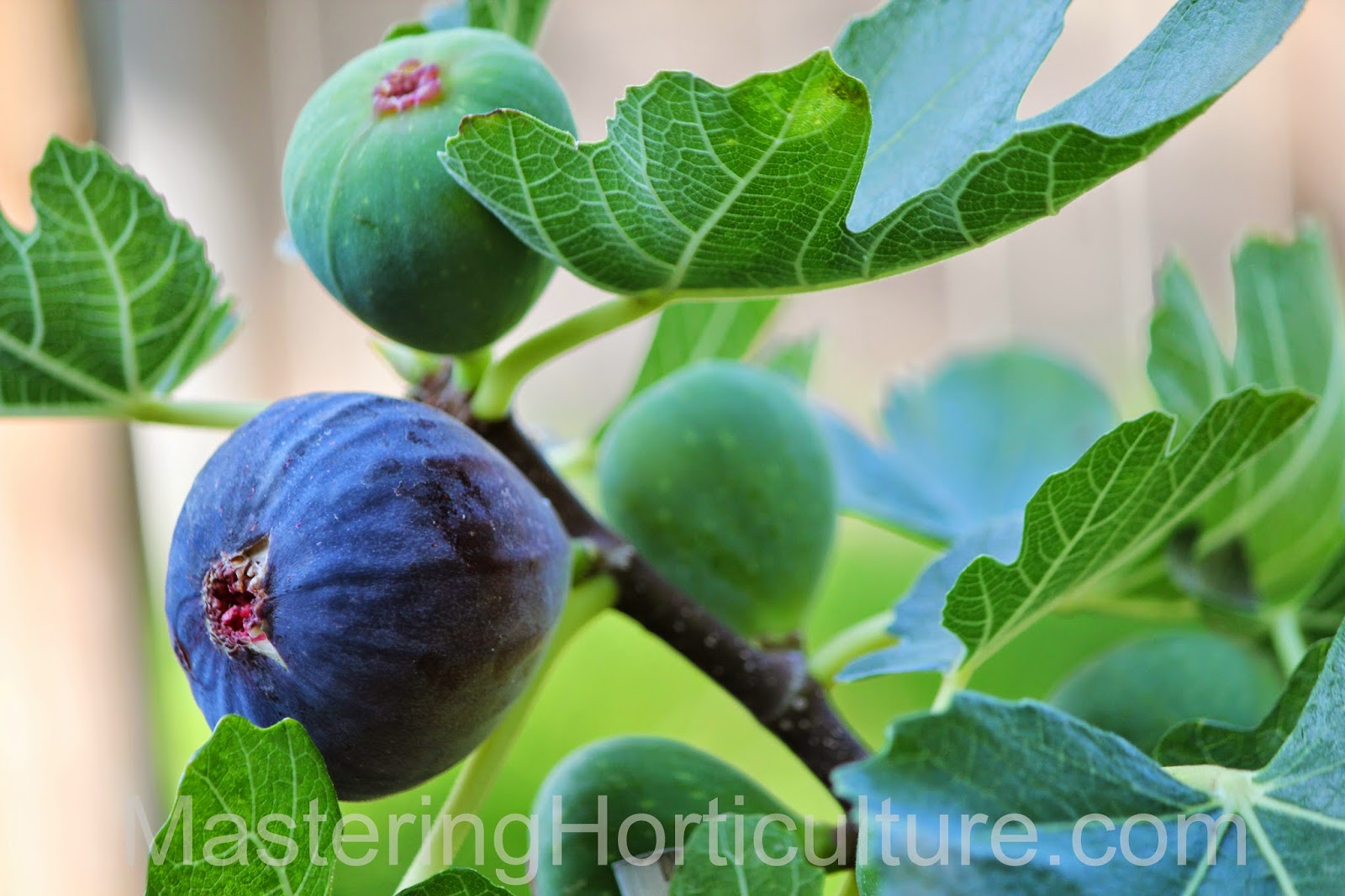 Mastering Horticulture: First Fig Fruit...