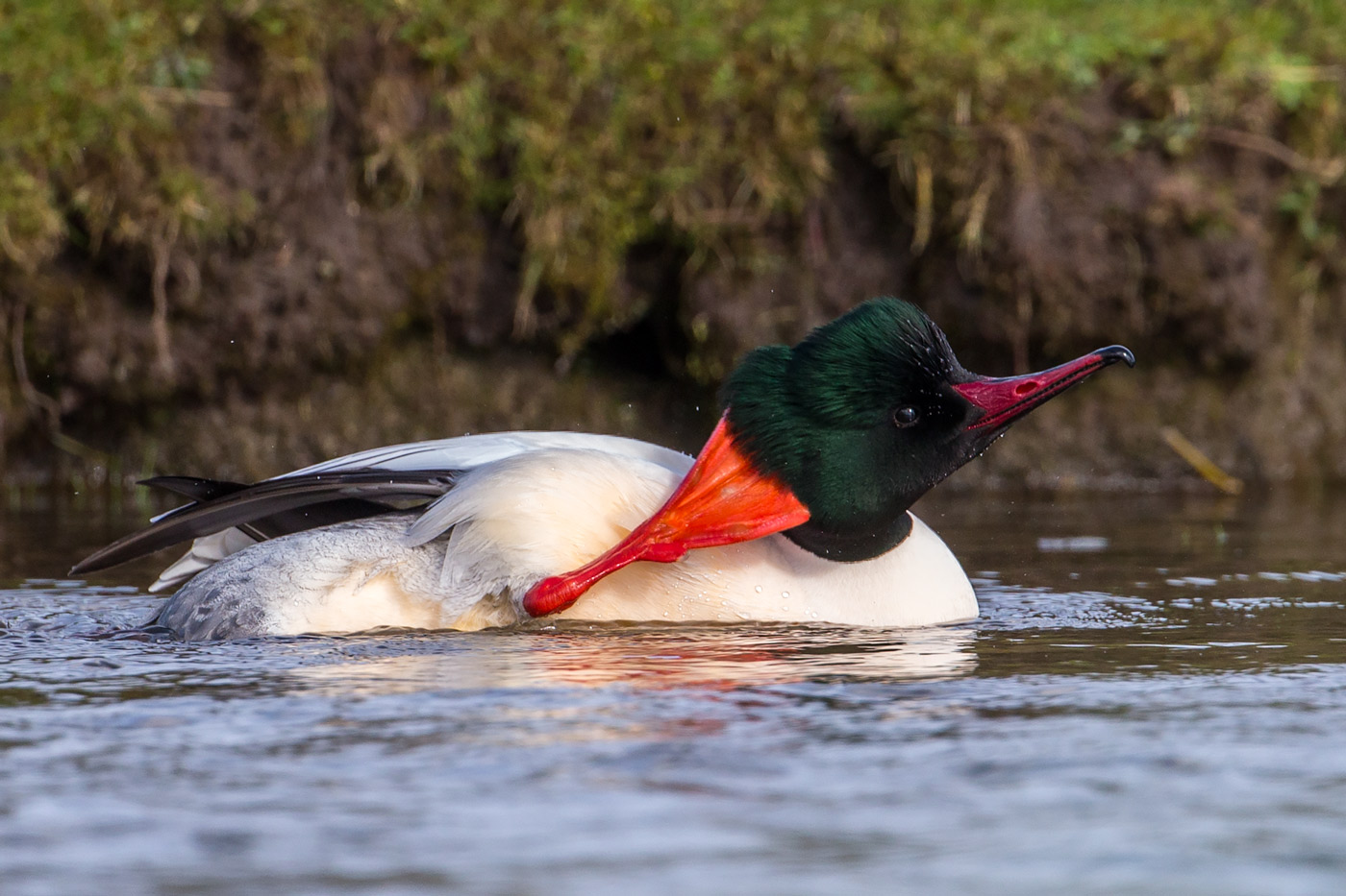 Darley Dale Wildlife: Goosander, male - Bakewell
