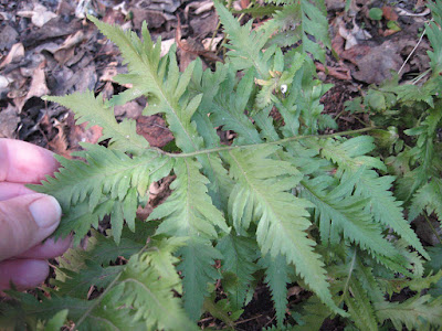 Mother Nature's Backyard - A Water-wise Garden: Plant of the Month ...