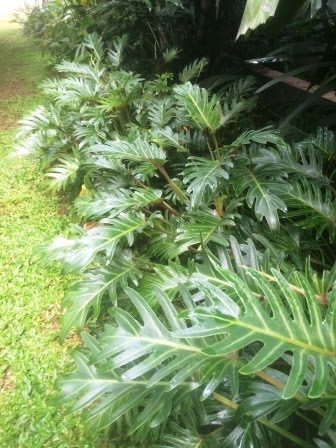 Philodendron xanadu | Pustaka Flora | Database Tanaman Landscape