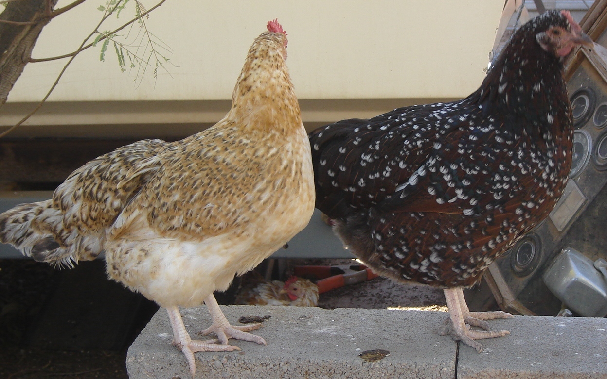 Aloha Chickens: Hen Highlights - Orpington Cross