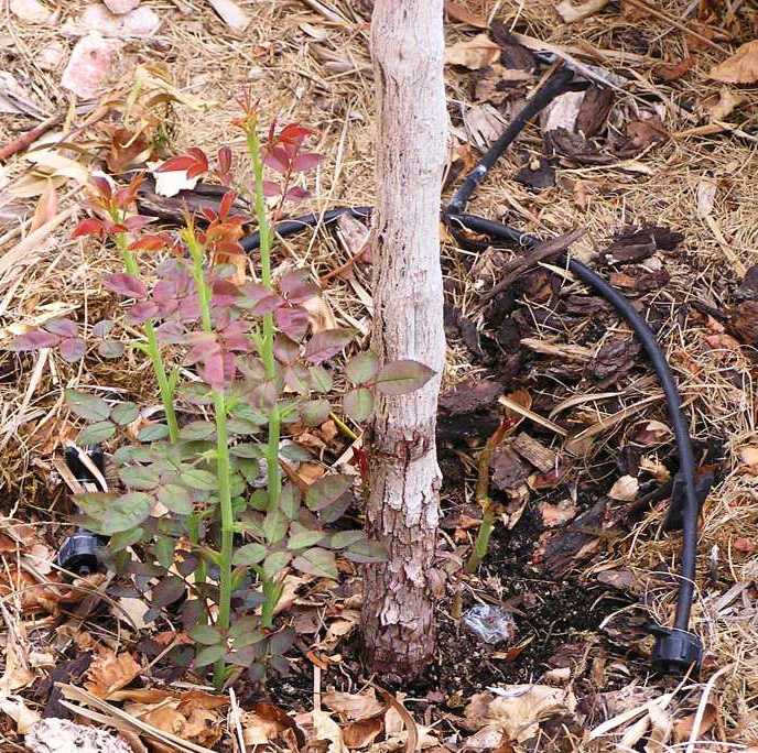 Xtremehorticulture of the Desert: Removing Sucker Growth from African Sumac