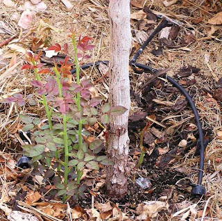 Xtremehorticulture of the Desert: Removing Sucker Growth from African Sumac