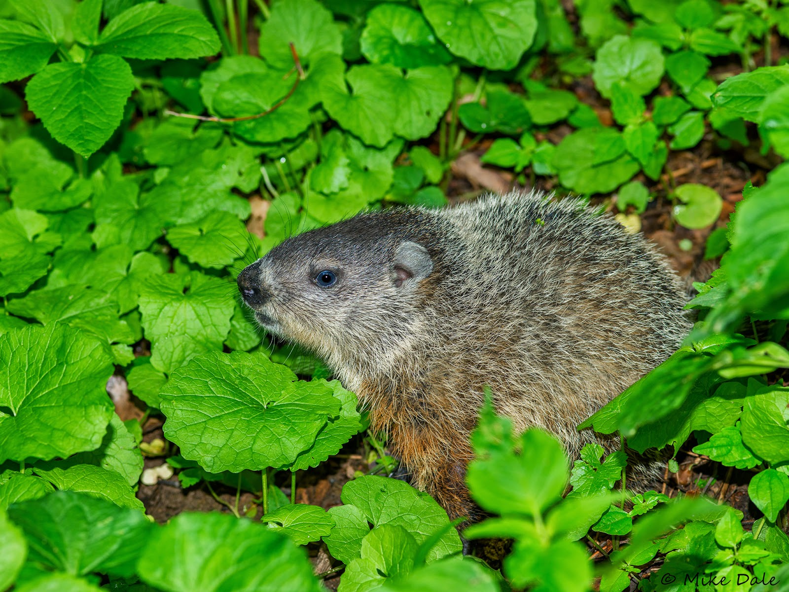 Mike's Photographs : May 2014