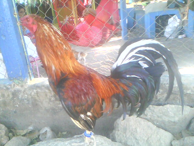 Galleria los niños: Nuestros Gallos