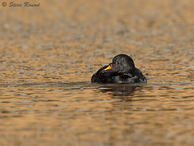 Steve Round Wildlife Photography: Common Scoter
