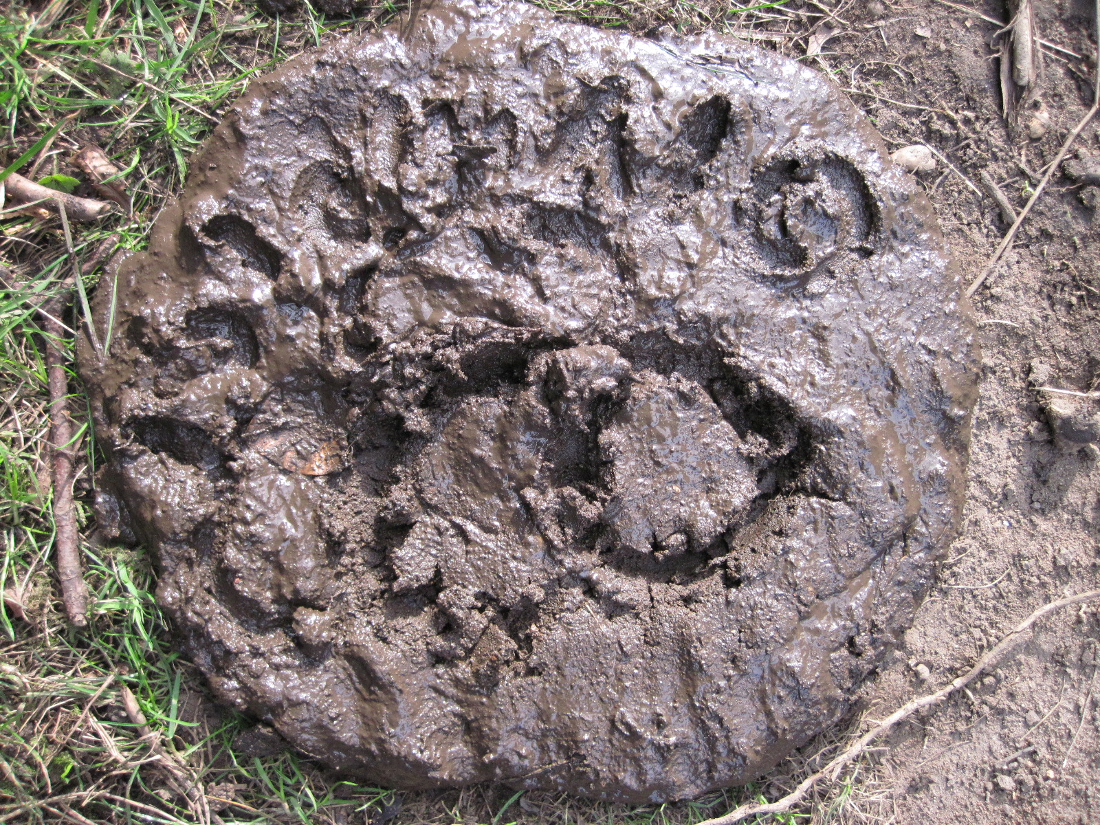 LYNDON GREEN JUNIOR FOREST SCHOOL: The Mud Pit