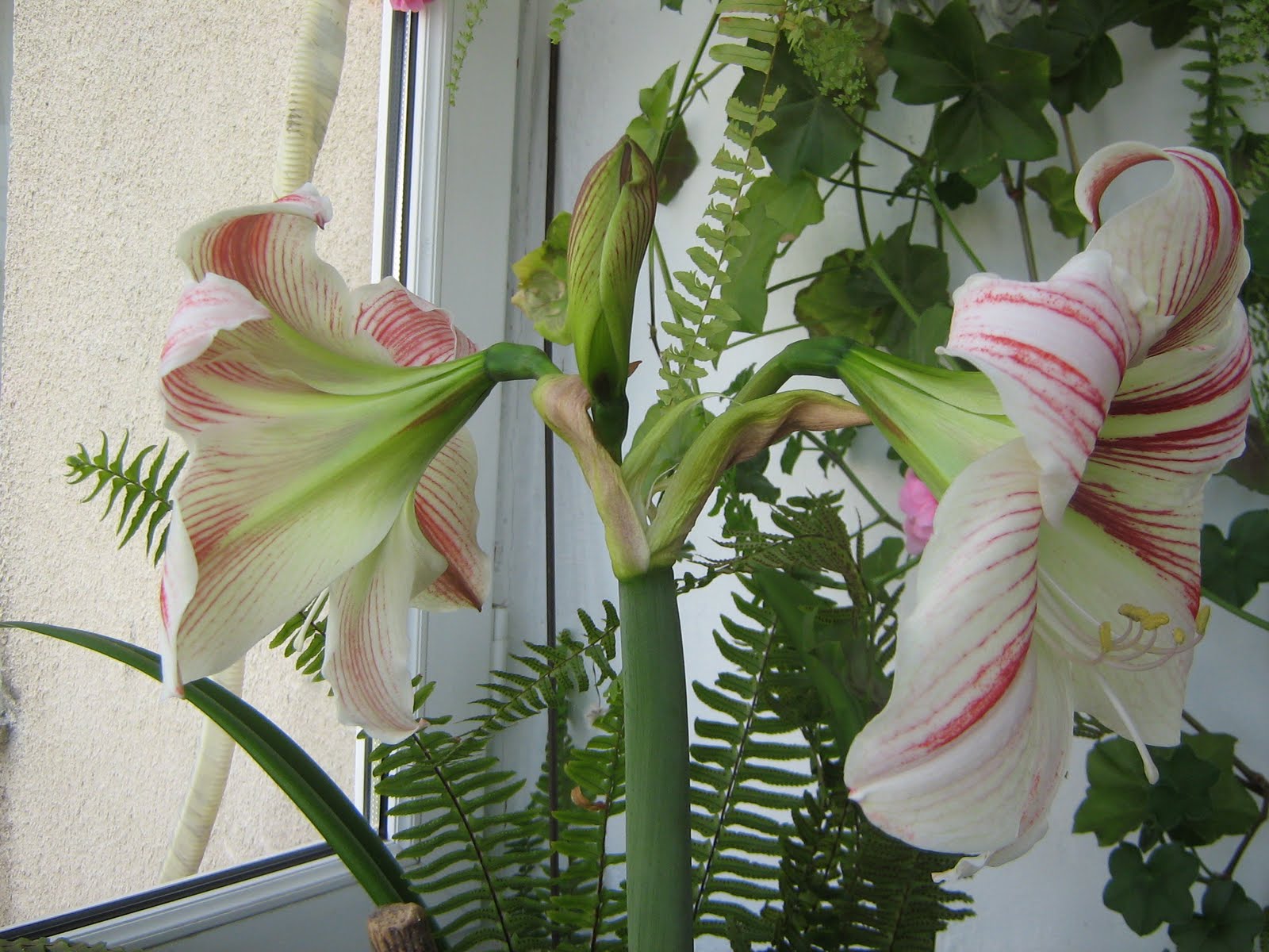 Vorbe de verde: FLORI DE CAMERA