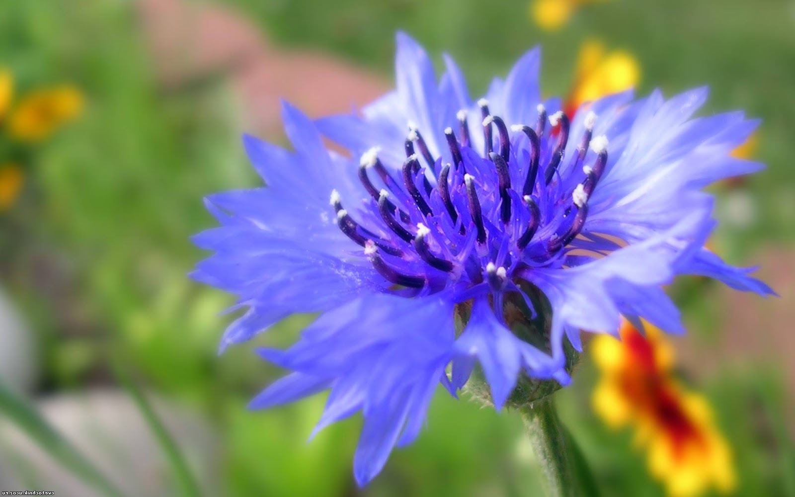 Blue cornflowers (10 pictures)|Pictures of flowers