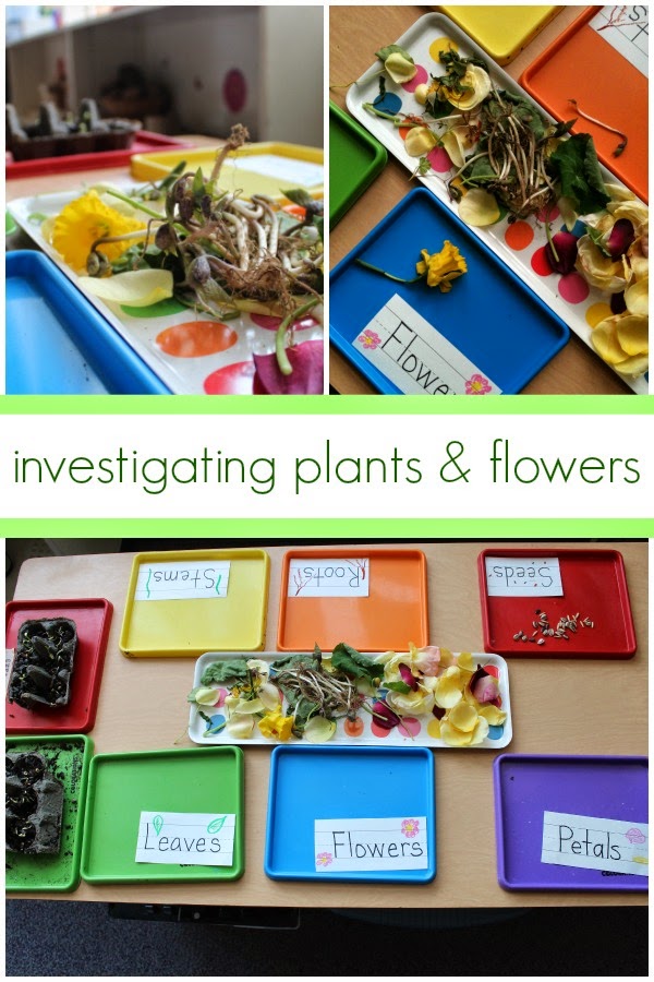 scrumdilly-do!: investigating plants and flowers