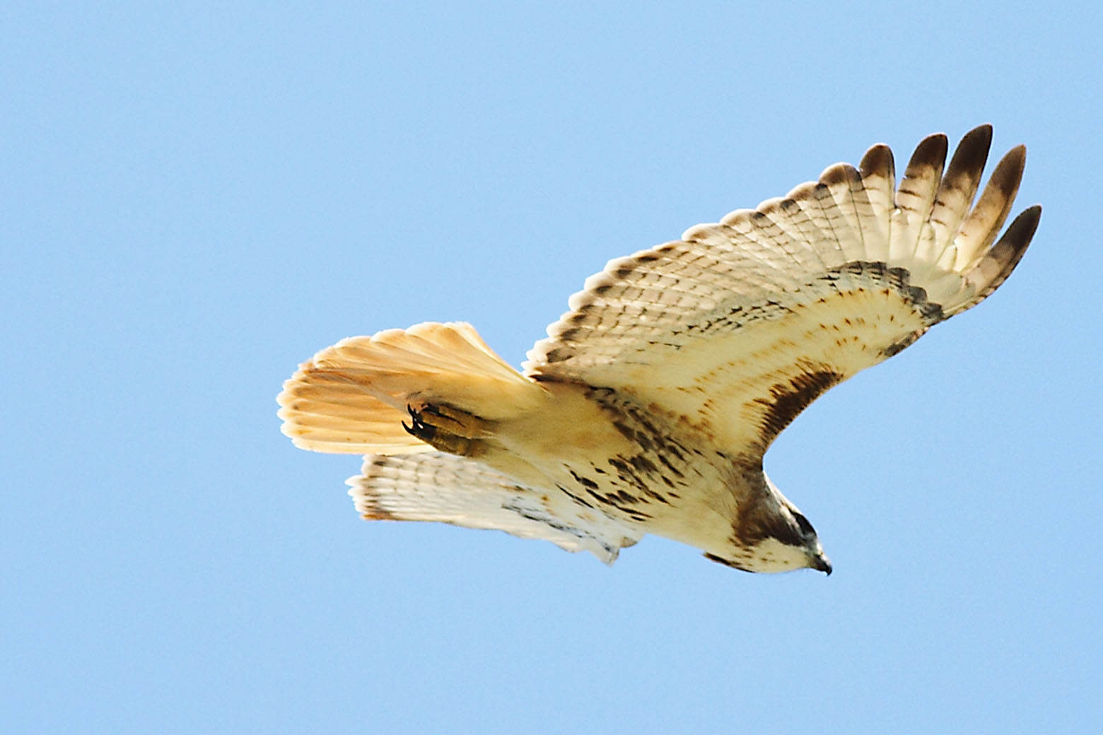Red-Tailed Hawks of Wexford: Red-Tailed hawk soaring fast June 3 2011