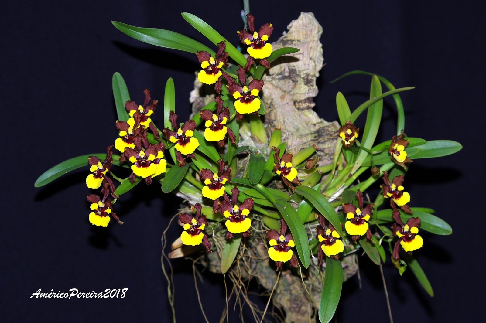 Orquídeas soltas: Gomesa croesus