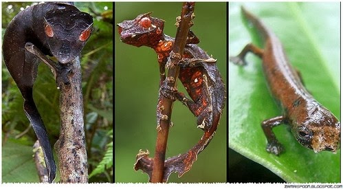 MEDIA NEGARAKU: Haiwan: Cicak Tokek Daun Setan Punyai Wajah Ngeri.