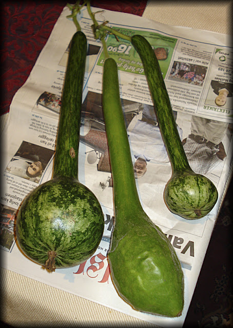 Bull-Sveen's hageblogg: Kalebass-slakt