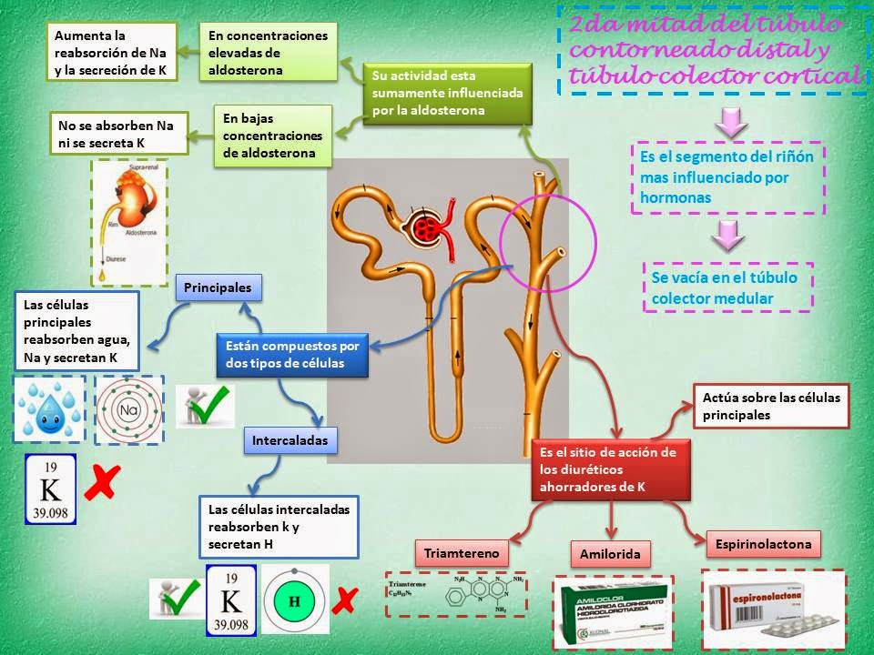 Blog de Fisiología Básica de Rogelio Eduardo Enriquez Lopez : Segunda ...