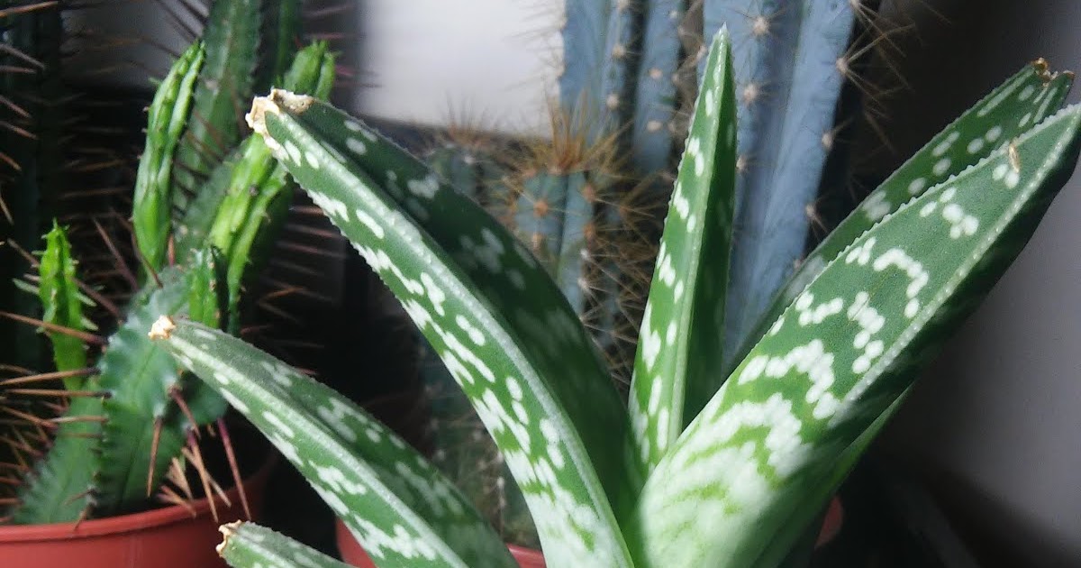 Zeynep Dollfish & Green Adventures: A Sad Timeline of My Aloe Variegata ...