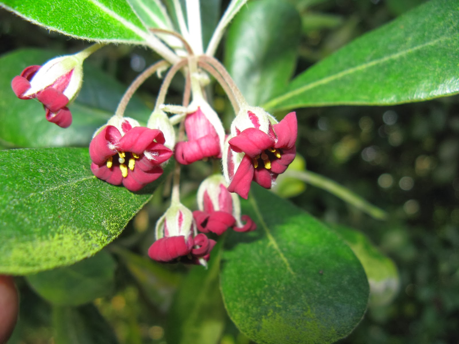 Trees of Santa Cruz County: Pittosporum crassifolium - Karo