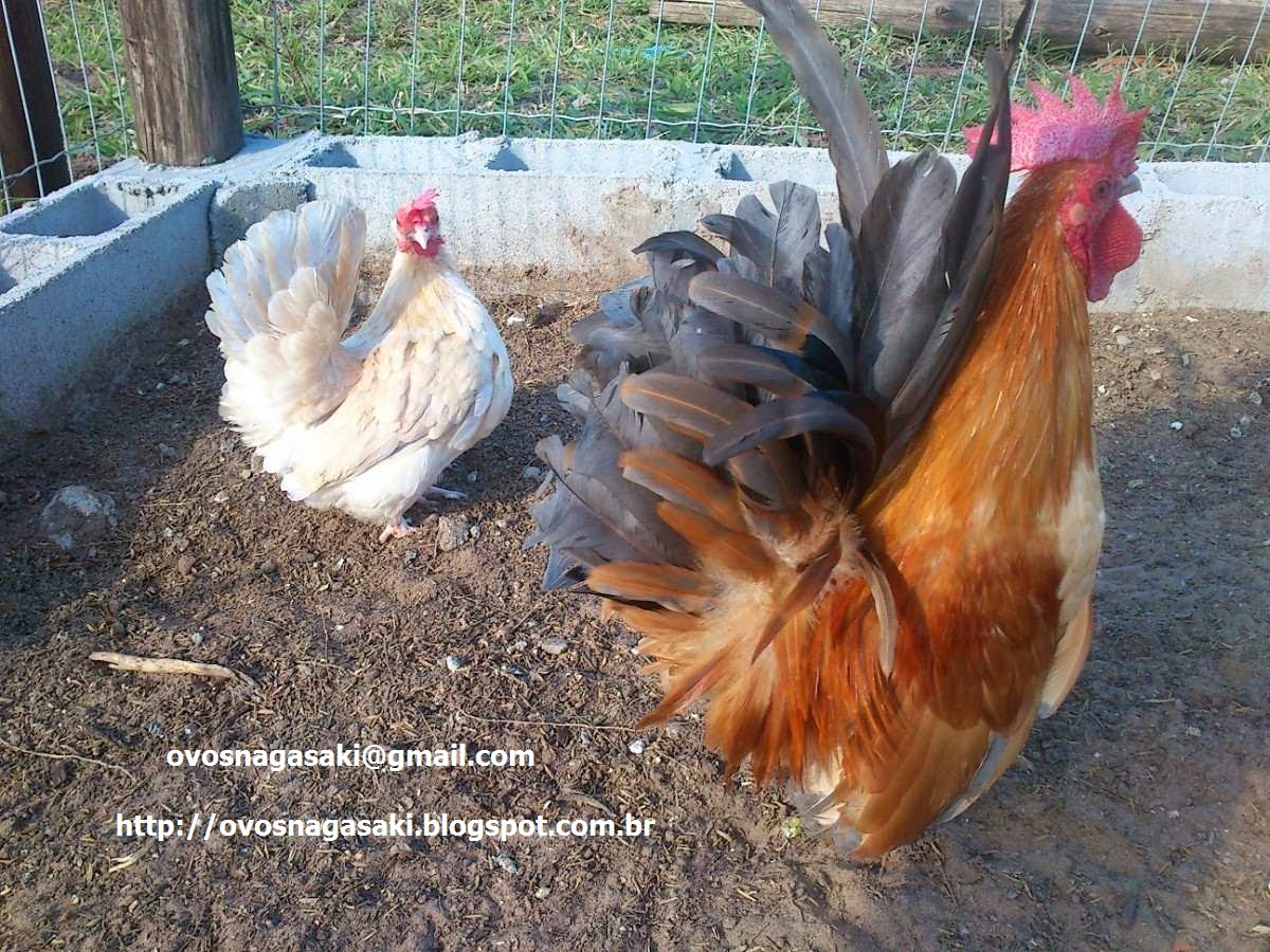 Ovos de Garnizé Nagasaki - Aves Ornamentais: Venda de Ovos de Garnizé ...