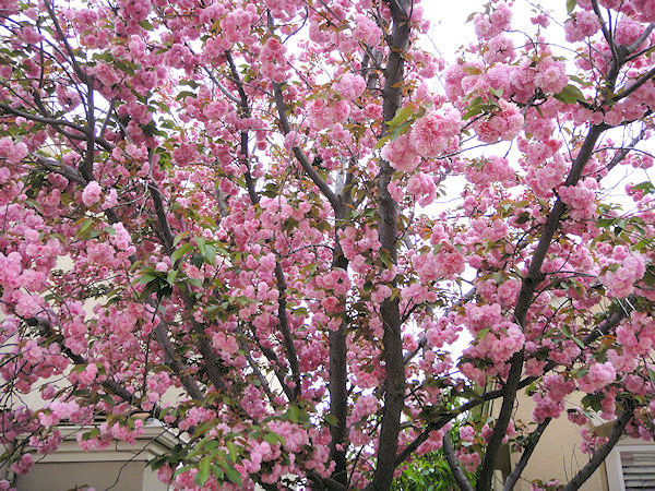 Pink Flowering Trees Identification