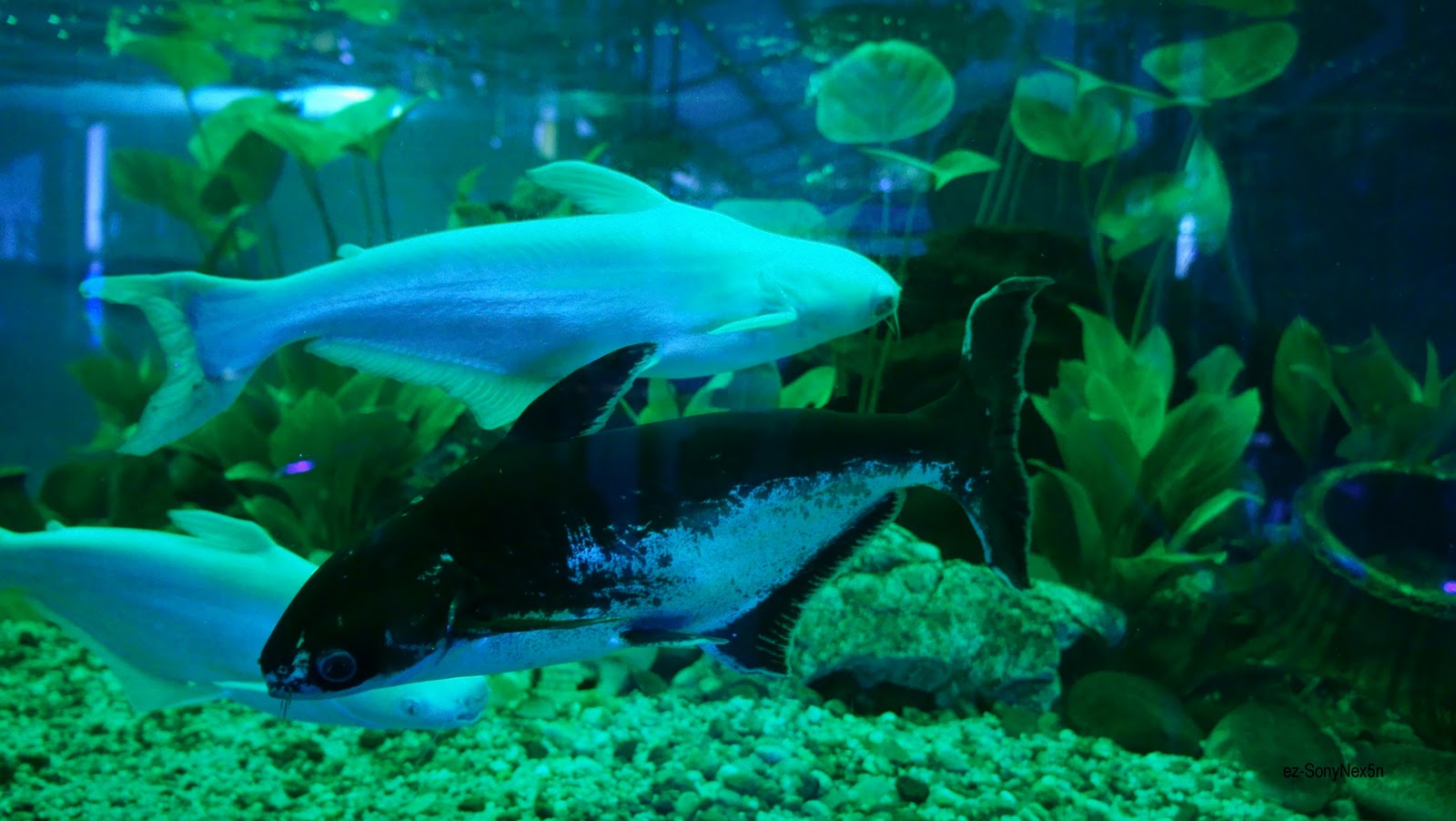 SONY-NEX5N: Aquarium Bandaraya, Kuching