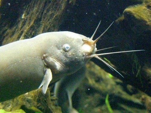 Electric Catfish ~ Aquatic Animals