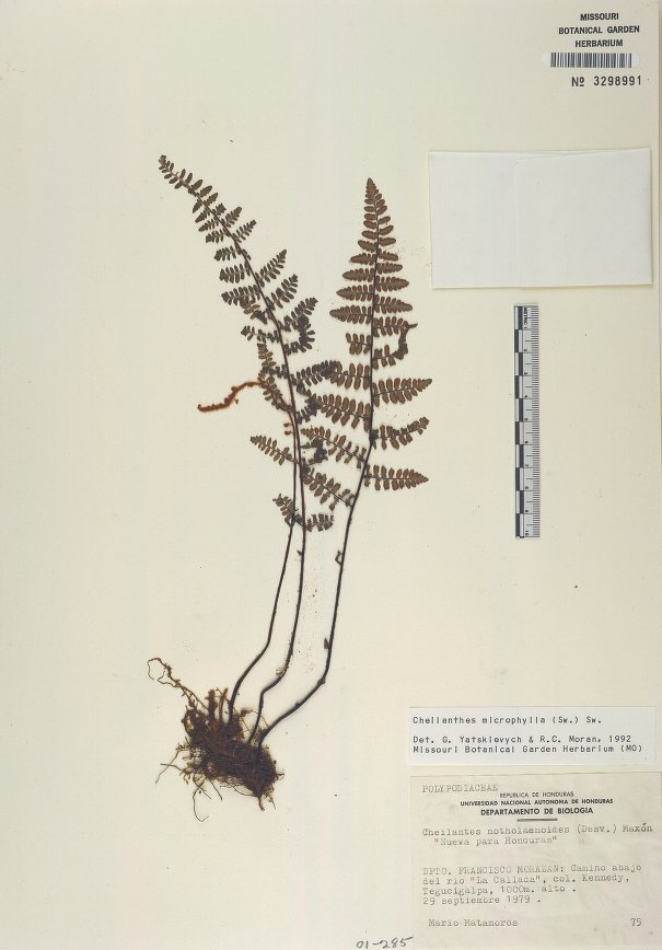 Flora de Puerto Rico Ilustrada Papo Vives: FERN PTERIDACEAE MYRIOPTERIS ...