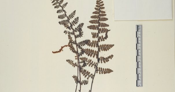 Flora de Puerto Rico Ilustrada Papo Vives: FERN PTERIDACEAE MYRIOPTERIS ...