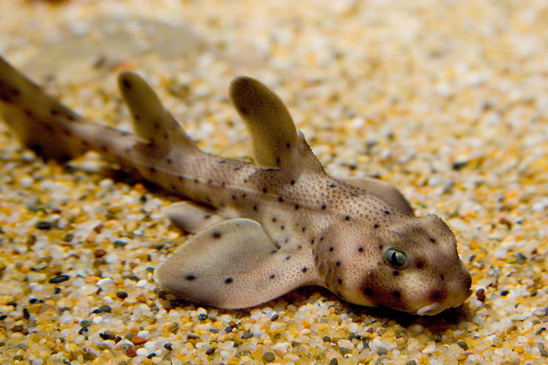 The Beuty Of The Horn Shark