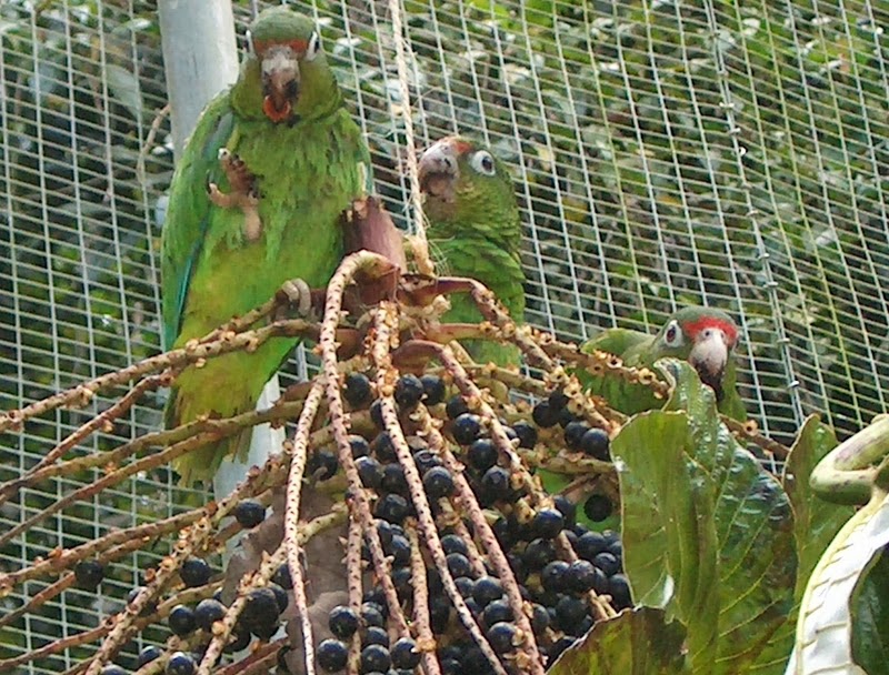 Ricardo's Blog, : Puerto Rican parrots, Amazona vittata, in captivity ...